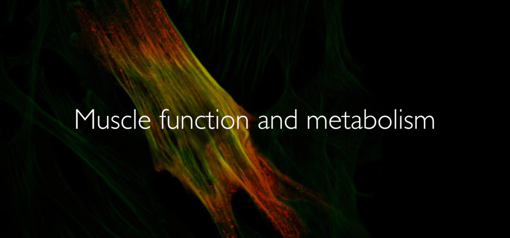 Muscle microclots and microvascular pathology in ME/CFS
