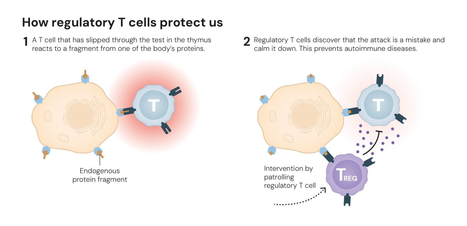 Nobel Prize in Physiology or Medicine awarded to scientists who ...